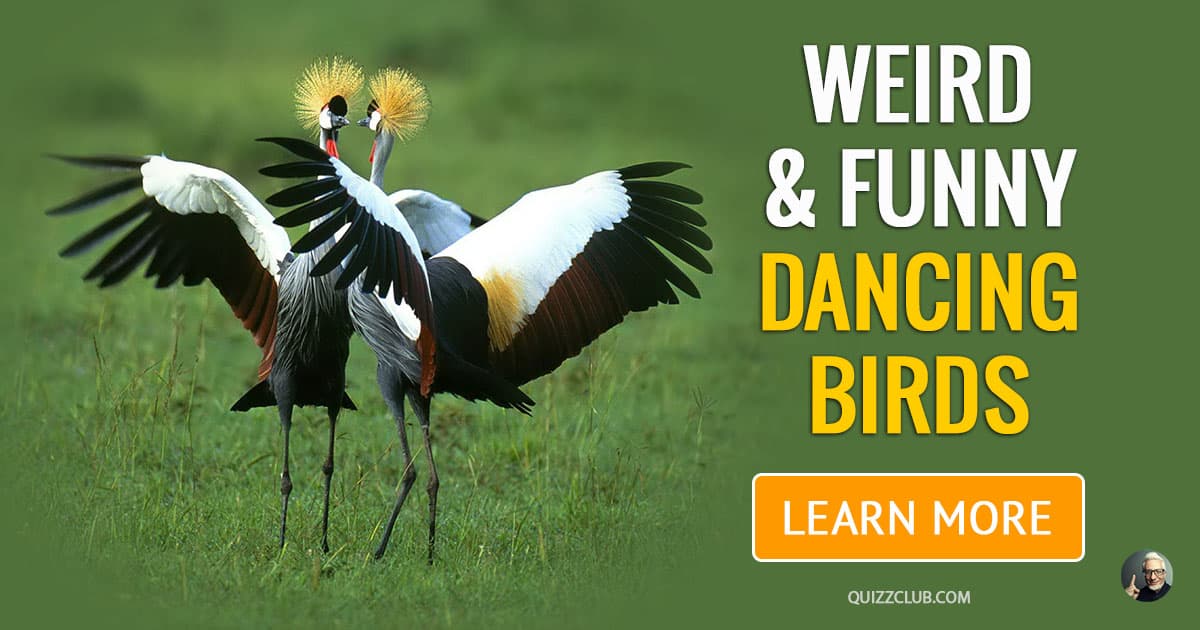 24 Gifs of dancing birds that will make your... | QuizzClub