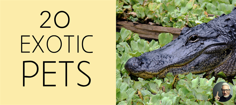 20 strange animals you could have as pets | QuizzClub