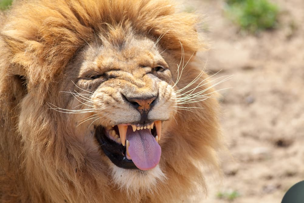 Can wild animals really "sense" the fear in... | QuizzClub