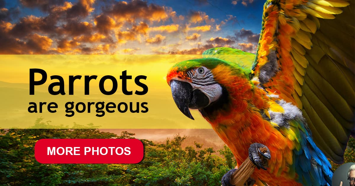Top 10 Most Beautiful And Colorful Parrot QuizzClub top-10-most-beautiful-and-colorful-parrot-quizzclub