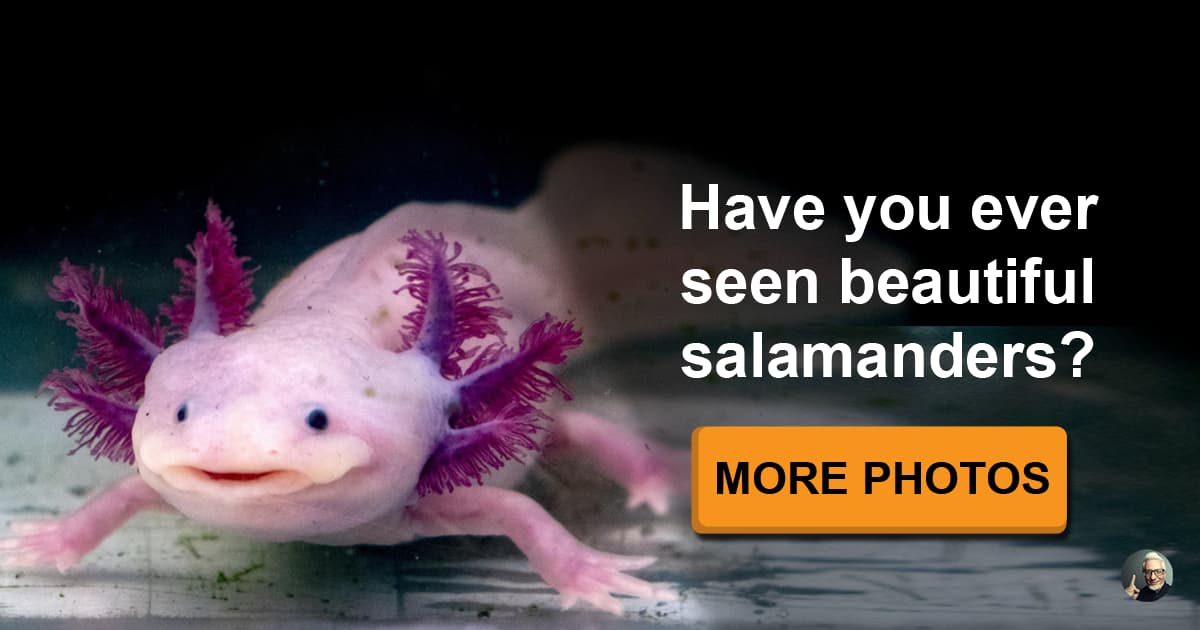 You didn't realize how cute they can be – the... | QuizzClub