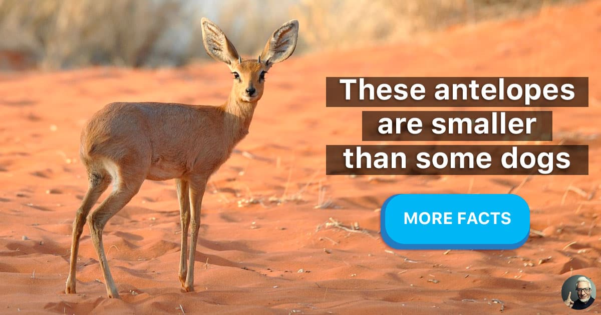 7 adorable facts about dik-diks, the cutest... | QuizzClub