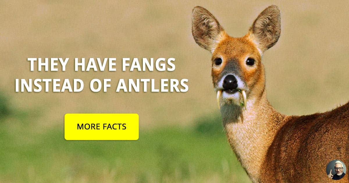 Unusual deer with fangs – 7 things you didn't... Unusual deer with