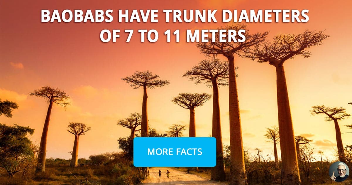 Beautiful baobab trees – interesting facts and... Interesting baobab