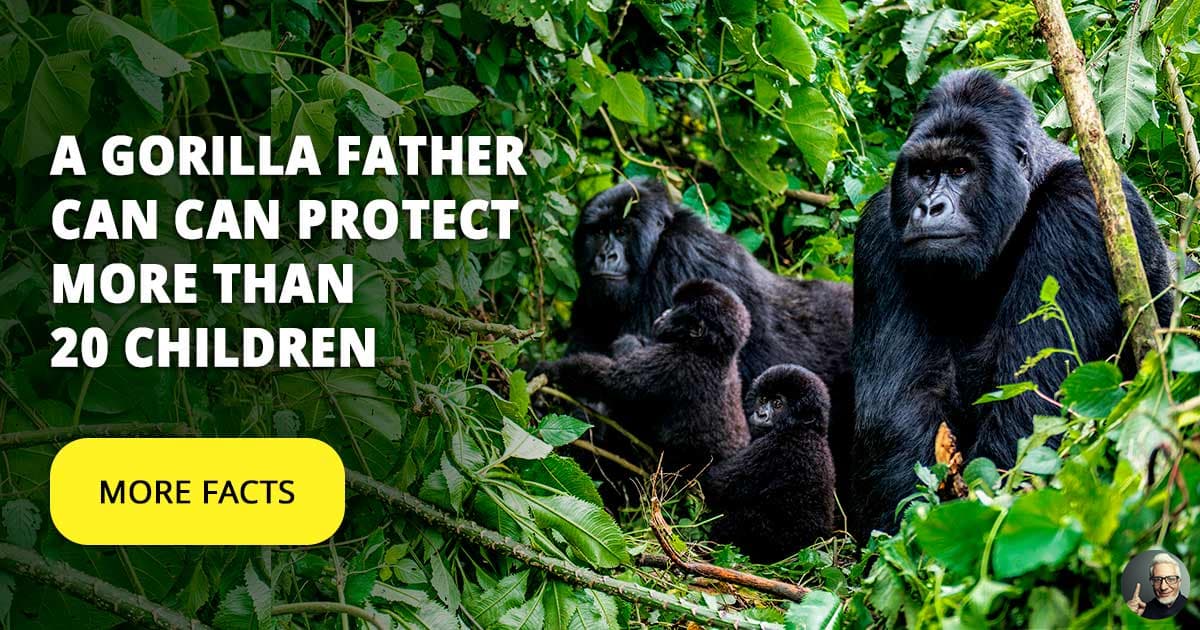 Top 5 best animal dads that really care Top 5 best animal dads