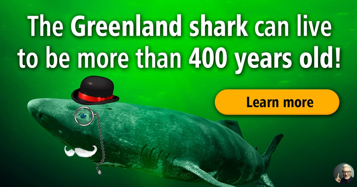 5 animals with incredibly long lifespans 5 longest living animals