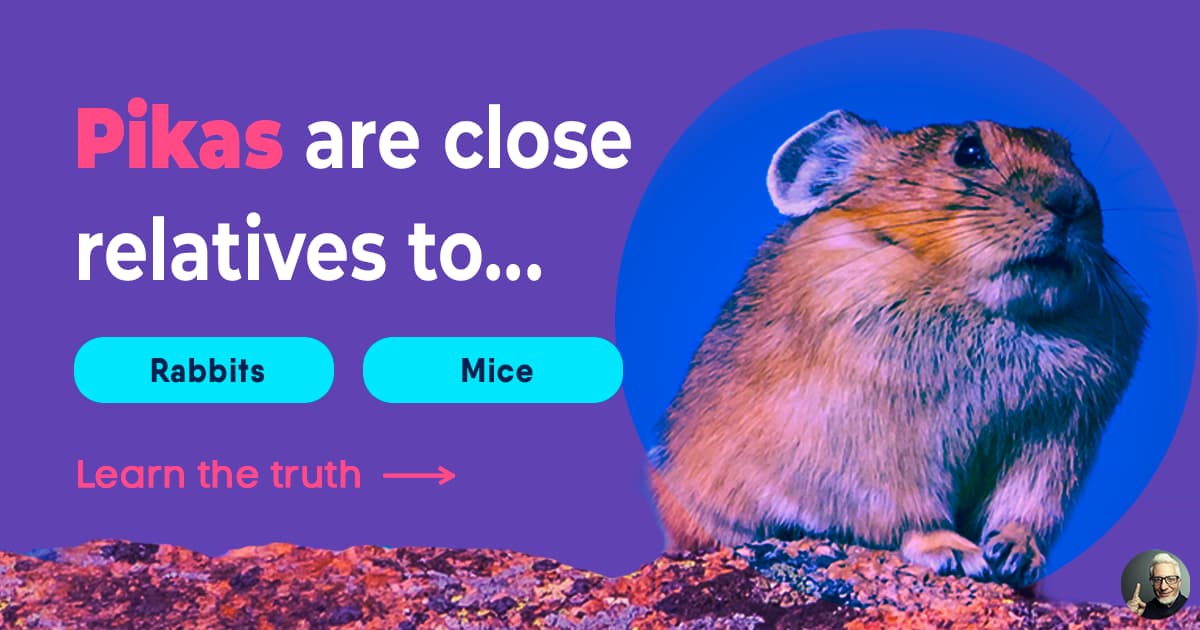 Pikas – cute animals that will melt your heart... | QuizzClub