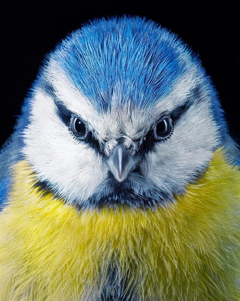 9 beautiful portraits of birds that are on the... | QuizzClub
