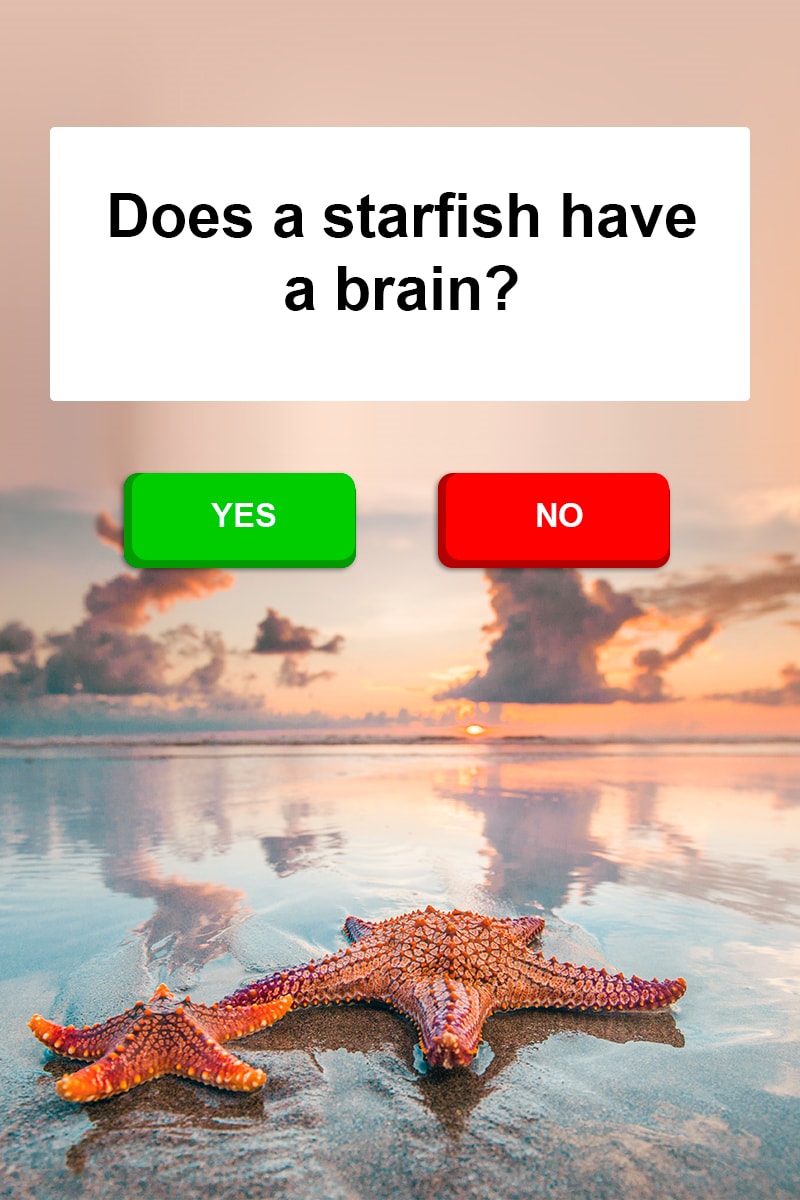 Does a starfish have a brain? | Trivia Questions | QuizzClub