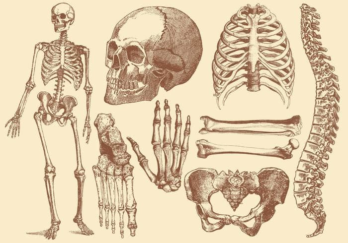 The Innermost Part Of Bones Contains Trivia Questions QuizzClub