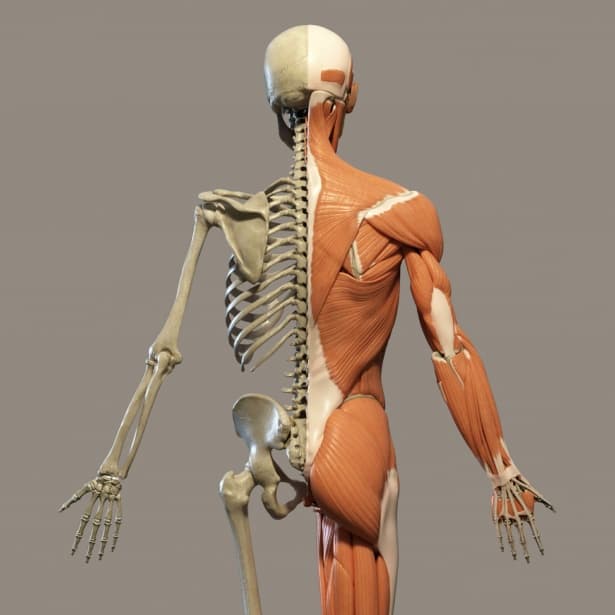 How Many Bones Are There In The Trivia Questions QuizzClub