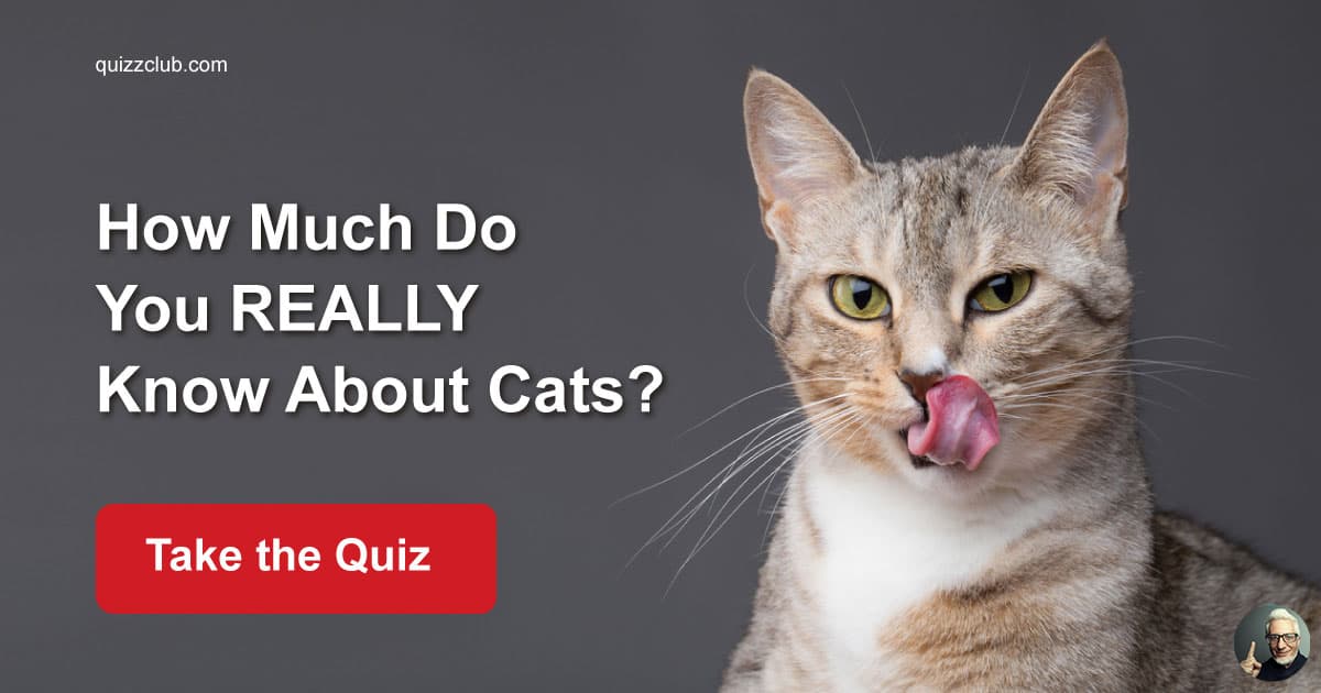 How Much Do You REALLY Know About Cats? | Trivia Quiz | QuizzClub