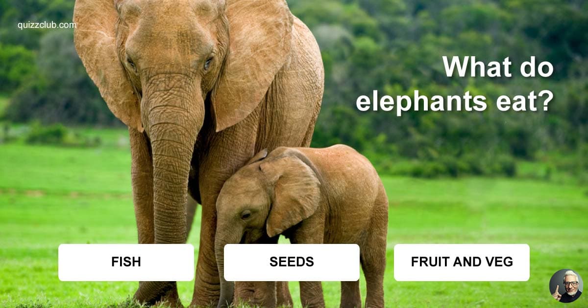 Guess What Animal Eats What! | Trivia Quiz | QuizzClub