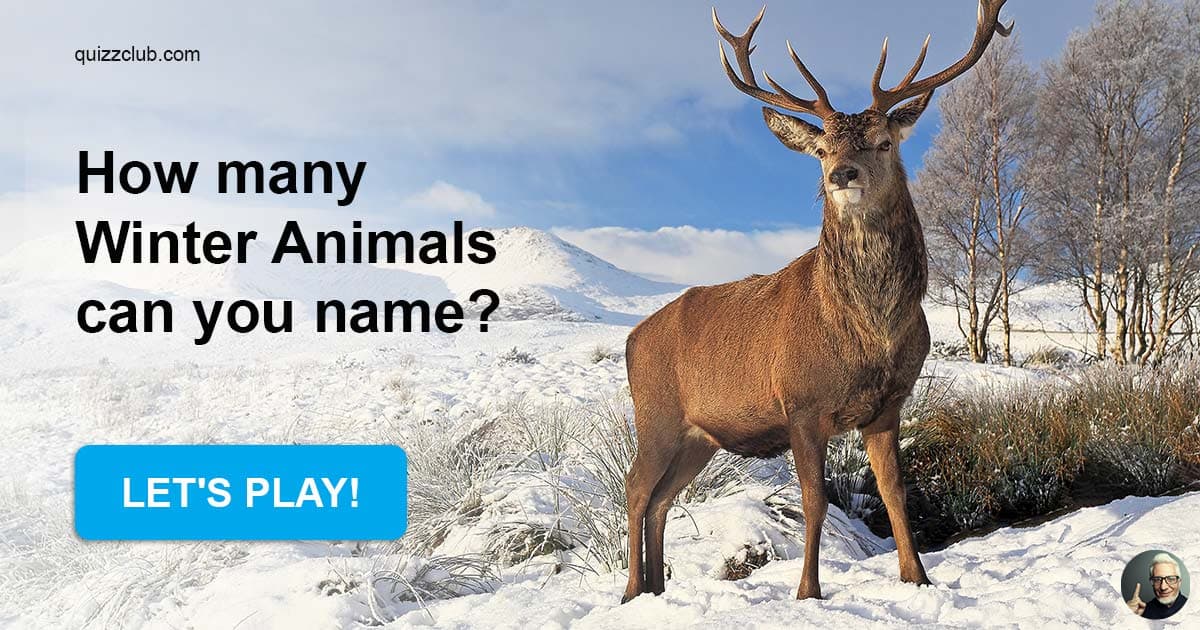 How Many Winter Animals Can You Name? | Trivia Quiz | QuizzClub