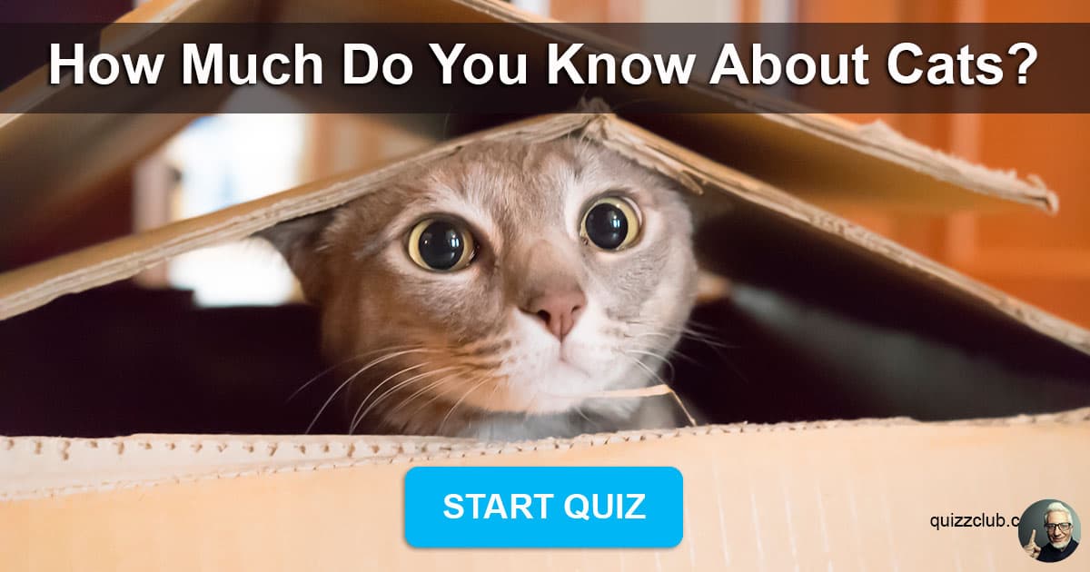 Test Your Knowledge On Cats! | Trivia Quiz | QuizzClub