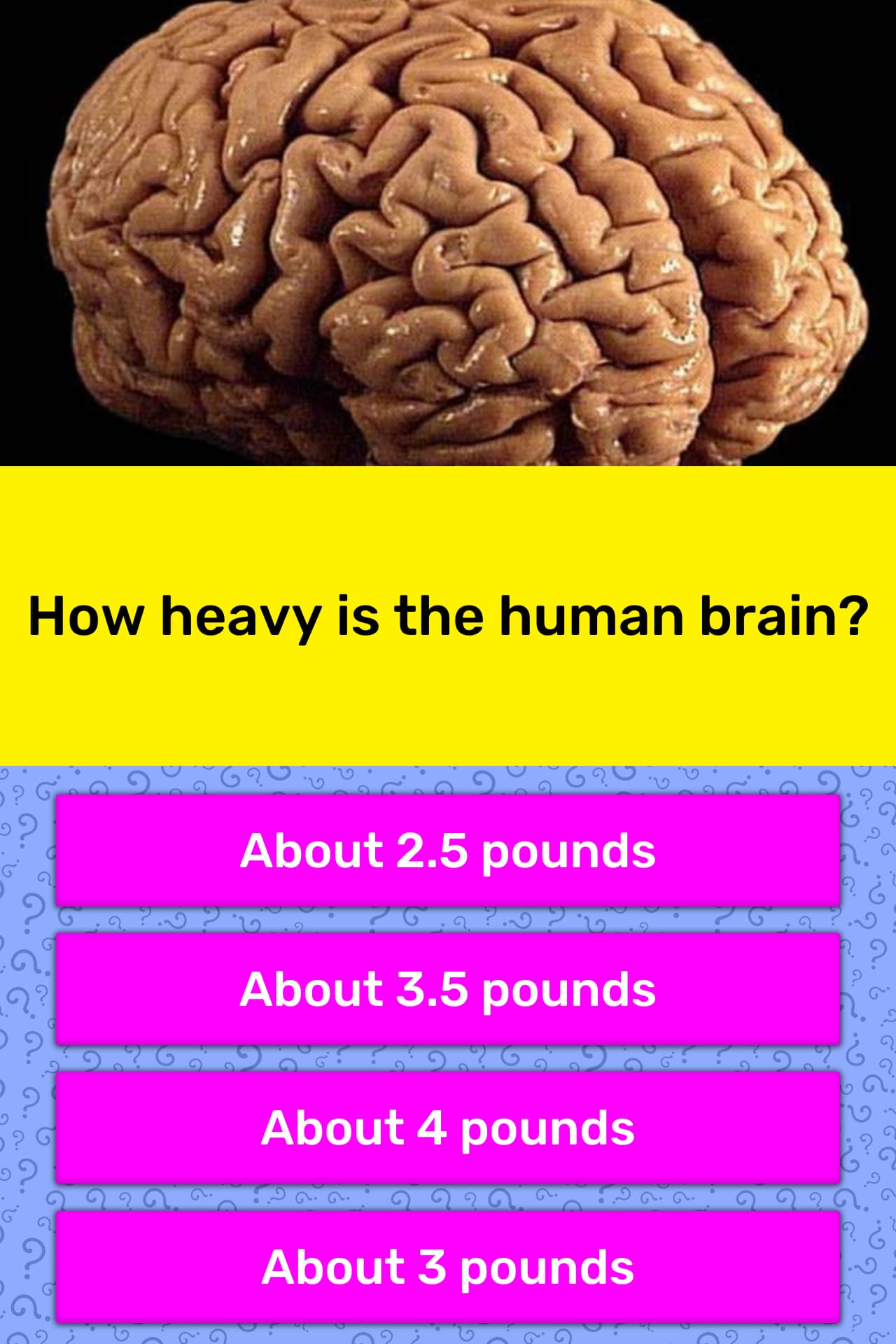 How Heavy Is The Human Brain Trivia Answers QuizzClub