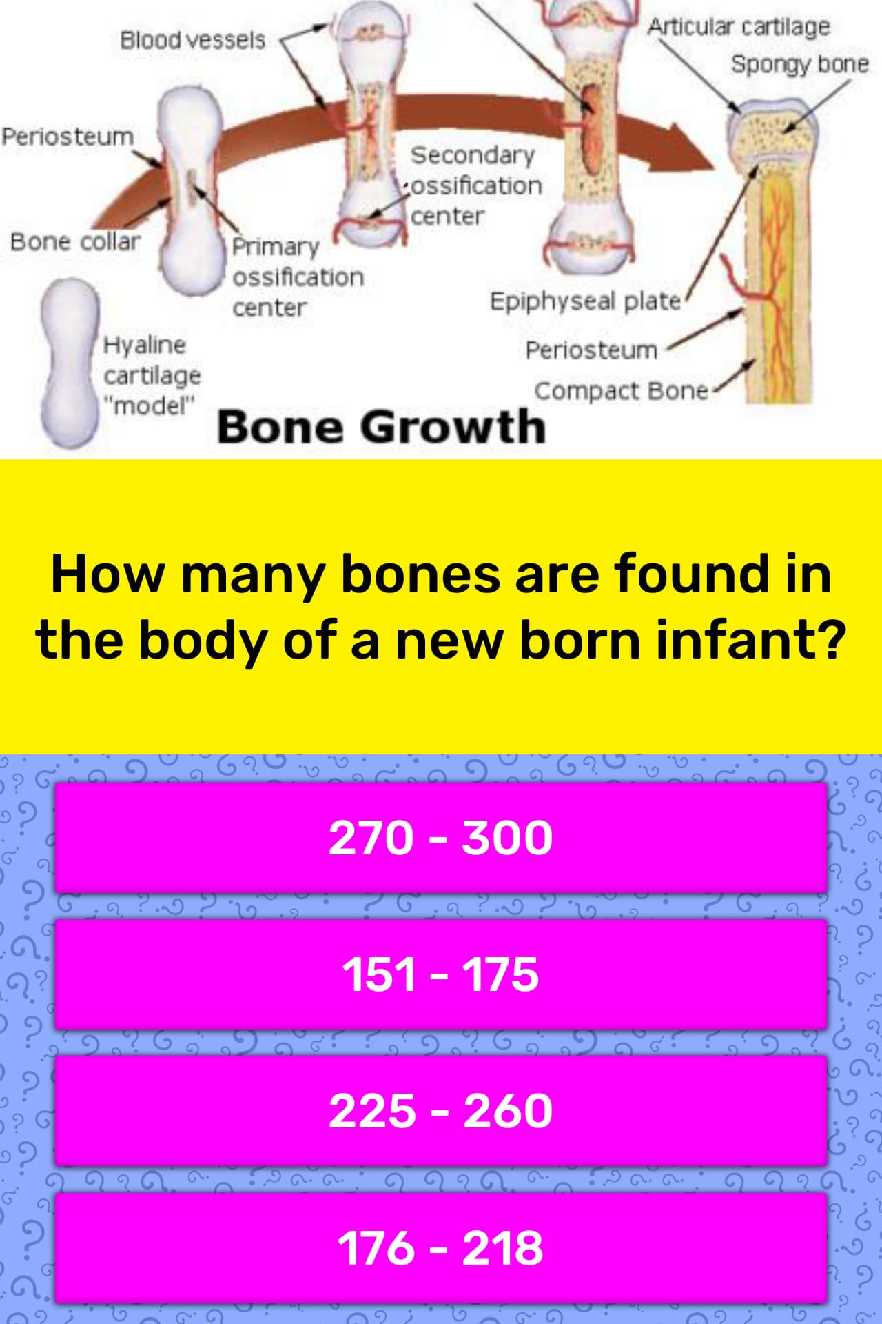 How Many Bones Are Found In The Body Trivia Questions QuizzClub