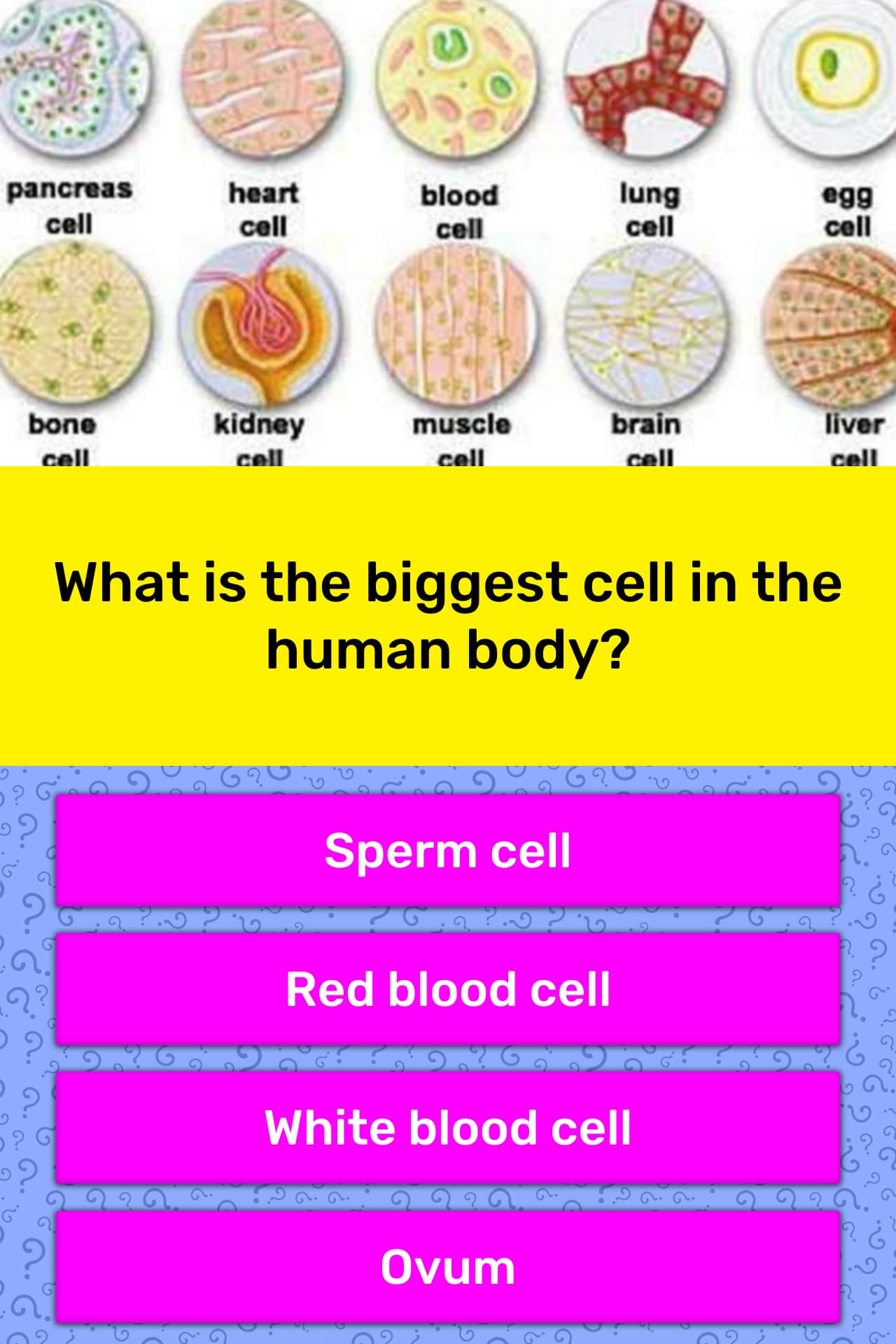 Largest Cell In Human Body Astonishingceiyrs