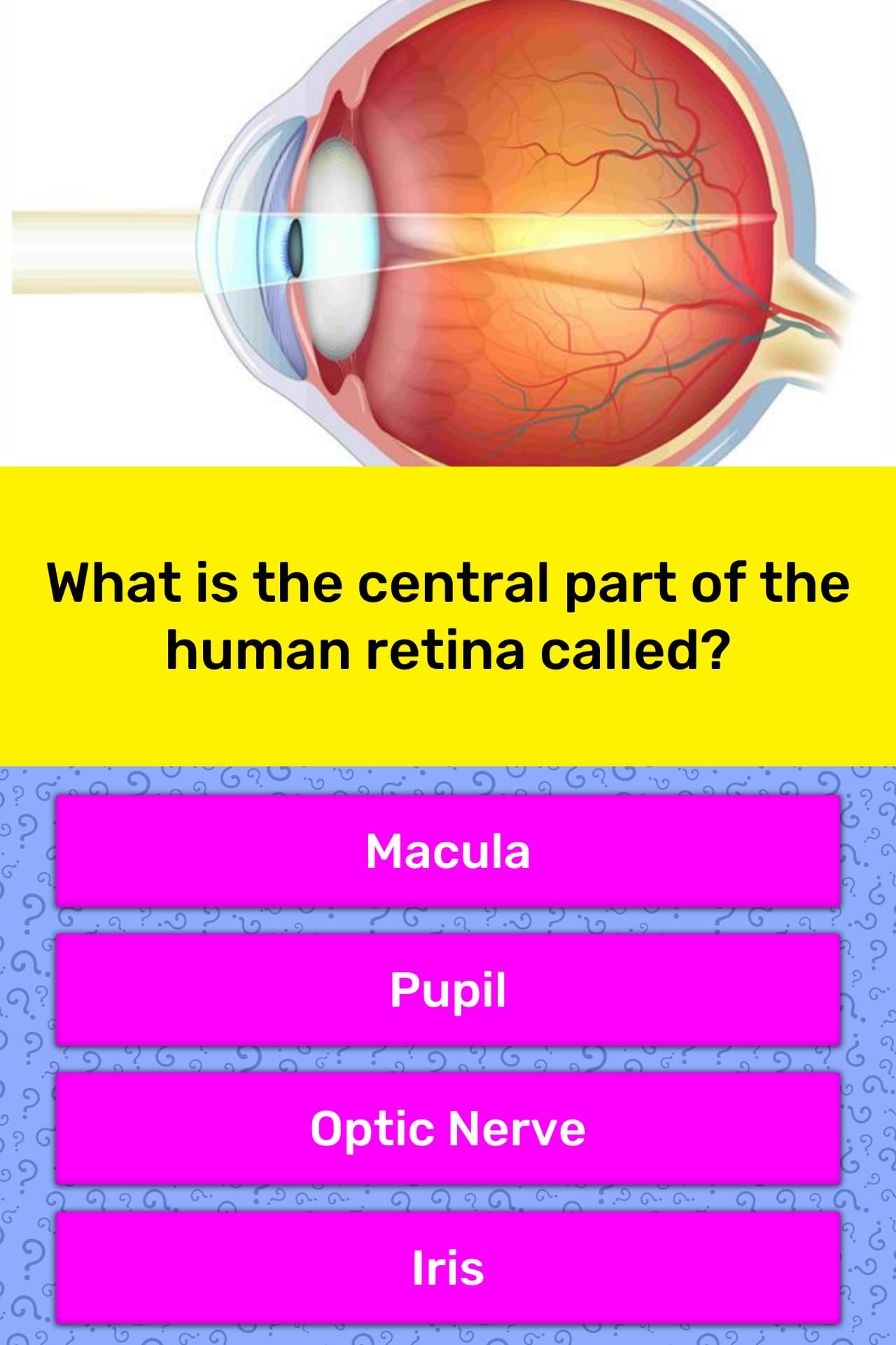 What Is The Central Part Of The Trivia Answers QuizzClub