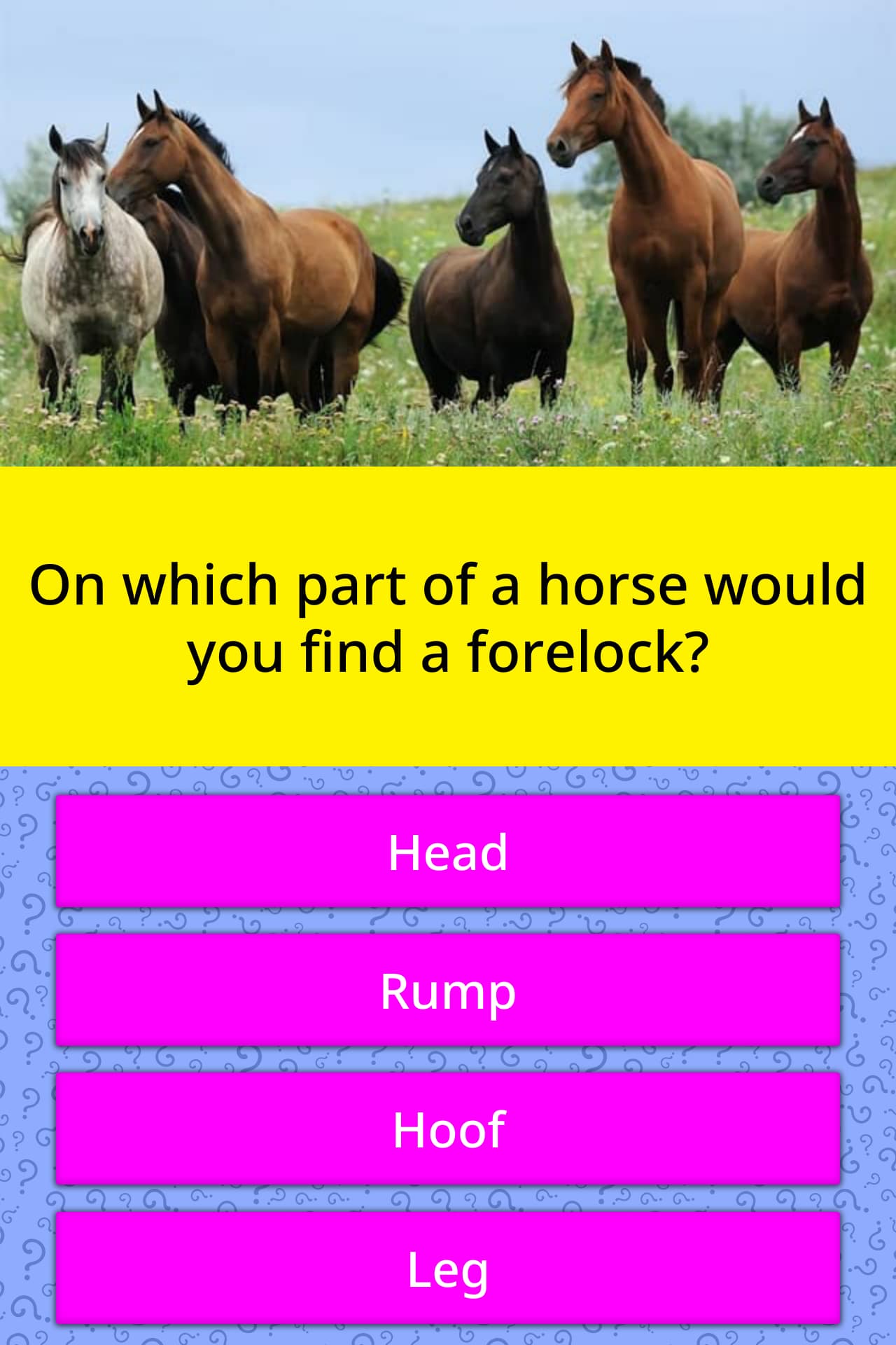 On Which Part Of A Horse Would You Trivia Questions QuizzClub on-which-part-of-a-horse-would-you-trivia-questions-quizzclub