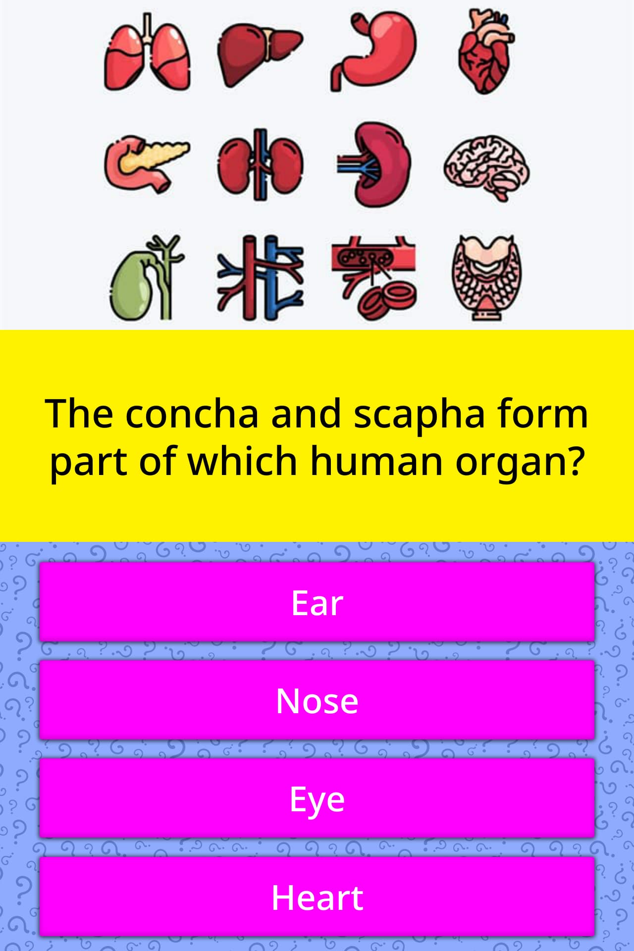 The concha and scapha form part of... | Trivia Questions | QuizzClub