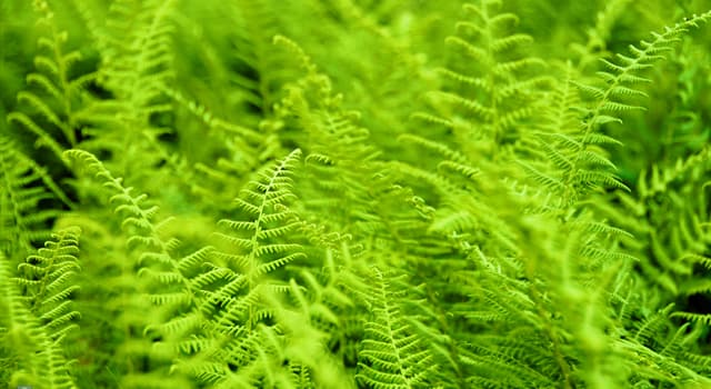 What color is a fern flower? | Trivia Questions | QuizzClub