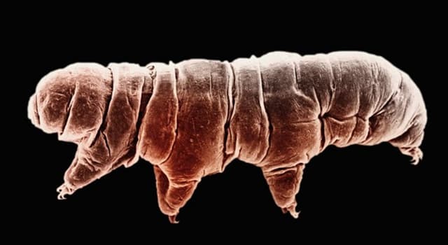 Who first described tardigrades? | Trivia Questions | QuizzClub