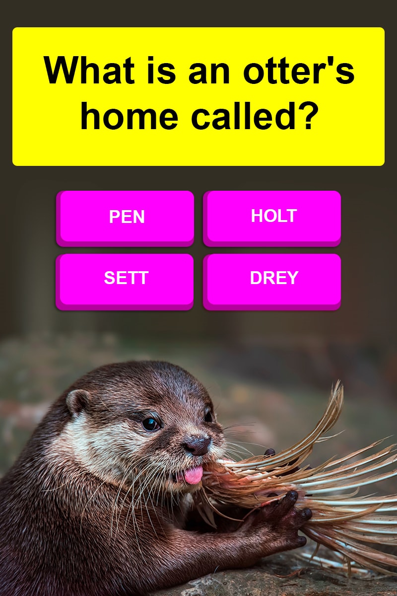 What is an otter's home called? | Trivia Questions | QuizzClub
