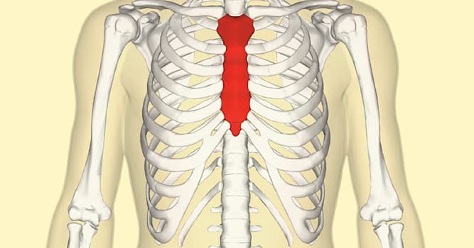 What is the name of the bone located... | Trivia Questions | QuizzClub