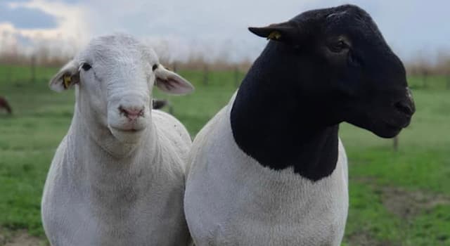 Where did Dorper sheep originate? | Trivia Questions | QuizzClub