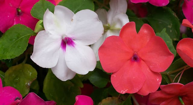 Which genus of flowering plant is... | Trivia Questions | QuizzClub