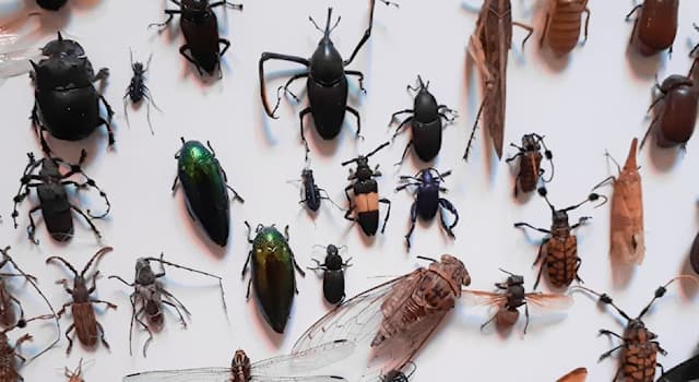 Which irritating insects are... | Trivia Questions | QuizzClub