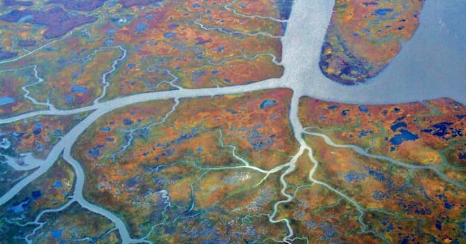 What are the branches of a river called? | Trivia Questions
