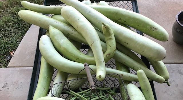 What kind of plant is the cucuzza... | Trivia Questions | QuizzClub