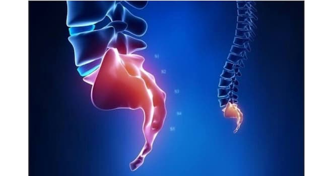 What Is The Anatomical Name For The Trivia Questions QuizzClub what-is-the-anatomical-name-for-the-trivia-questions-quizzclub