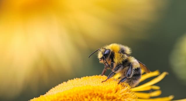What is a baby bee called? | Trivia Questions | QuizzClub
