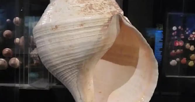 Which snail has the largest shell in... | Trivia Questions | QuizzClub