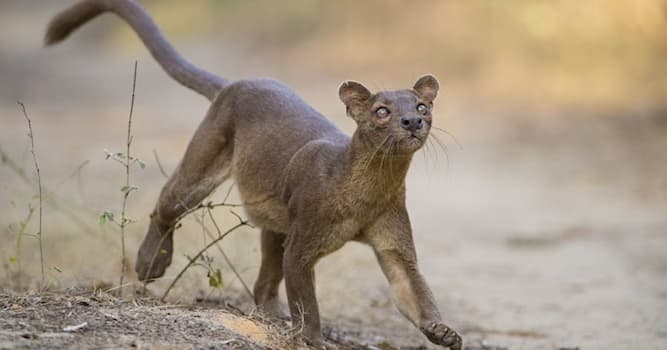 Qu'est-ce qu'un fossa ? | Questions | QuizzClub