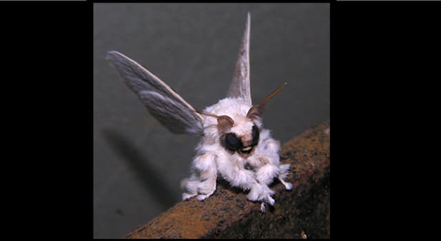 A possible newly discovered moth... | Trivia Questions | QuizzClub