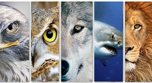 What are bipedal animals? | Trivia Questions | QuizzClub