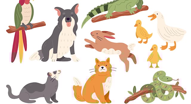 Which animal drops its tail when... | Trivia Questions | QuizzClub