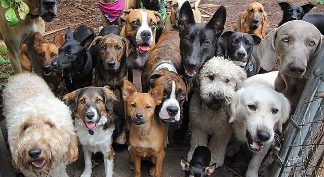 What is unusual about the Basenji dog? | Trivia Questions | QuizzClub