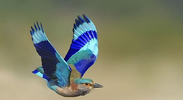 Best known for the aerobatic... | Trivia Questions | QuizzClub