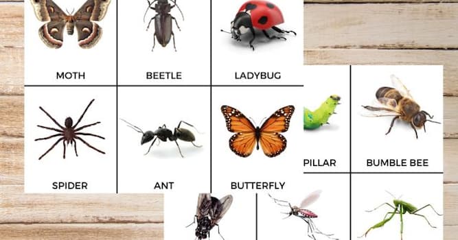 What is mottephobia the fear of? | Trivia Questions | QuizzClub