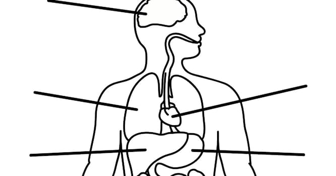 Which part of the human body is... | Trivia Questions | QuizzClub