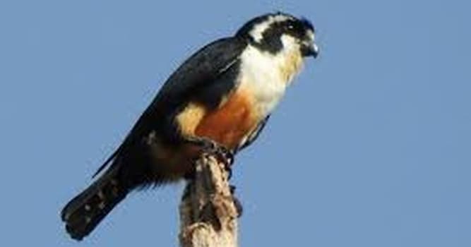 Which bird is shown in the picture? | Trivia Questions | QuizzClub