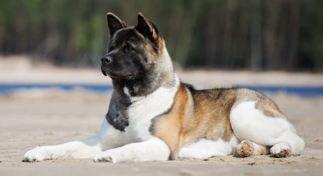 Akita is a breed of dog from which... | Trivia Questions | QuizzClub
