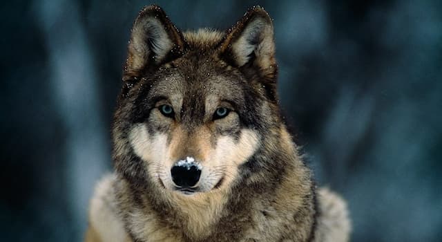 ¿Dónde surgió el movimiento "Lobos... | Las Preguntas Trivia