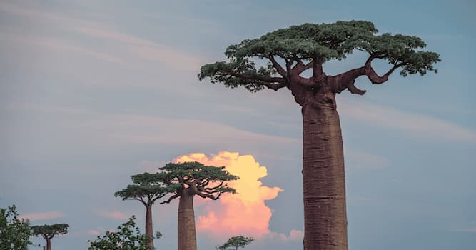 Which plant is not a native tree... | Trivia Questions | QuizzClub