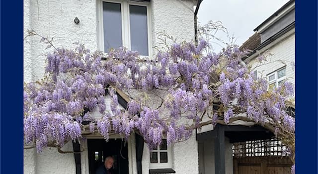 What is the name of this flowering... | Trivia Questions | QuizzClub